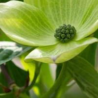 Cornus Rutgersensis Aurora Flowering Dogwood Ornamental Tree