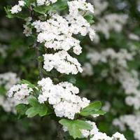 Crataegus Laevigata Plena Hawthorn Plena Standard Trees UK