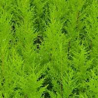 Cupressus Macrocarpa Goldcrest Monterey Cypress Goldcrest