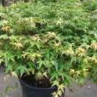 Acer Palmatum Little Princess Japanese Acer Tree Buy Online