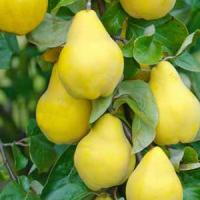 Cydonia oblonga Champion Quince Tree for Sale Online UK