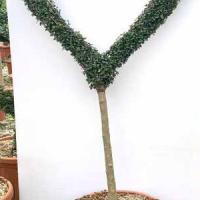 Heart Topiary Tree, Ligustrum Jonandrum Buy Online UK