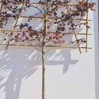 Fagus Sylvatica Atropurpurea Pleached Copper Beech Trees UK