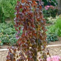 Fagus Sylvatica Purple Fountain Beech Purple Fountain UK