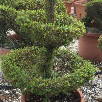 Fountain Topiary Trees Buy UK. Unique Topiary Plants for Sale