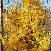 Ginkgo Biloba Pyramidalis Maidenhair Tree Pyramidalis