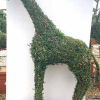 Giraffe Shaped Topiary trained from Ligustrum Jonandrum UK