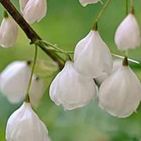 Halesia Monticola Snowdrop Tree for Sale Online UK