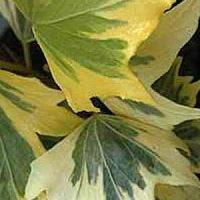 Hedera Helix Yellow Ripple Ivy Climber For Sale Online