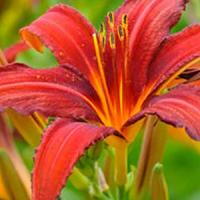 Hemerocallis Crimson Pirate. Daylily Crimson Pirate