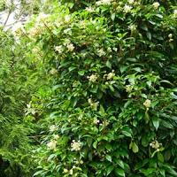 Hydrangea Seemannii Evergreen Climbing Hydragea for Sale UK