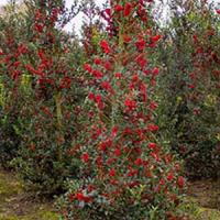 Ilex Aquifolium Alaska English Holly Hedging