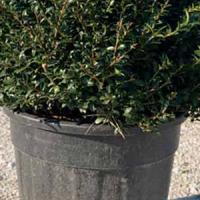 Ilex Crenata Convexa Japanese Holly Convexa Topiary Balls