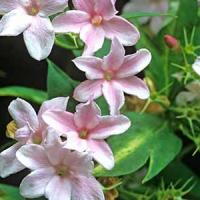 Jasminum Stephanense. Stephan Jasmine. Pink Summer Jasmin
