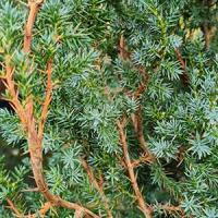 Juniperus Chinensis Blue Alps. Chinese Juniper Blue Alps