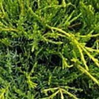 Juniperus Pfitzeriana Gold Coast Juniper Gold Coast
