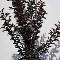 Lagerstroemia Black Diamond Shell Pink Crape Myrtle