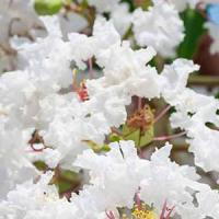 Lagerstroemia Pure White, Crape Myrtle Pure White