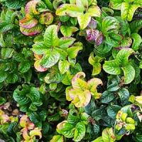 Leucothoe Axillaris Curly Red Twisted Leaf Evergreen
