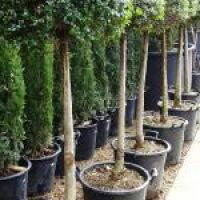 Topiary Lollipop Privet Online. Topiary Ligustrum Jonandrum UK