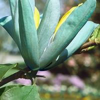 Magnolia Blue Opal Magnolia Acuminata Blue Opal for Sale UK
