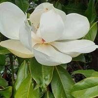 Magnolia Grandiflora Goliath Buy Online UK wide and Ireland