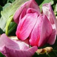 Magnolia Red as Red Flowering Ornamental Tree