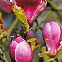 Magnolia Ricki - Magnolia Little Girl series for Sale Online