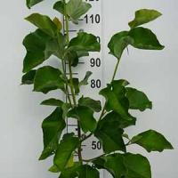 Magnolia Rose Marie Late Flowering Hardy Magnolia Variety