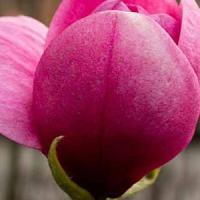 Magnolia Watermelon - Flowering Tree with Pale Pink Blooms