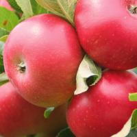 Malus Domestica Discovery Apple Trees. Mature Apple Trees UK