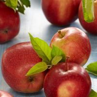 Malus Domestica Summerred Apple Summerred Early Dessert