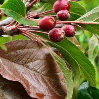 Malus Mokum Pleached Apple Tree. Pleached Fruit Trees Online