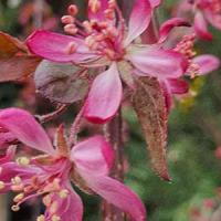 Malus Royal Beauty or Purple Weeping Crab Apple Tree