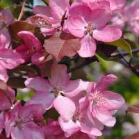 Malus Rudolph Crab Apple Tree Pleached Fruit Trees for Sale