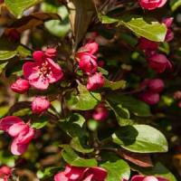 Malus Toringo Scarlett Crab Apple Scarlett for Sale Online