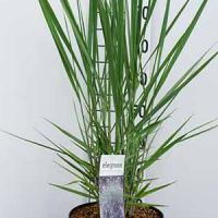 Panicum Virgatum Blue Fountain Blue Switch Grass Online UK