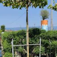 Parasol Trees for Sale. Roof Form Trees. Roof Shape Trees
