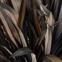 Phormium Tenax Surfer Bronze New Zealand Flax Surfer Bronze
