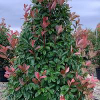 Photinia Red Robin Topiary Cones. Photinia Topiary Cones