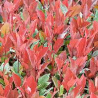 Photinia Fraseri Little Red Robin. Dwarf Red Robin Shrubs