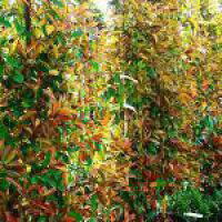 Photinia Red Robin on Frames for Screening. Instant Privacy