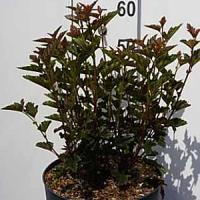 Physocarpus Opulifolius Red Baron. Ninebark Red Baron