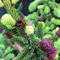 Picea Abies Acrocona Norway Spruce Acrocona Dark Pink Cones