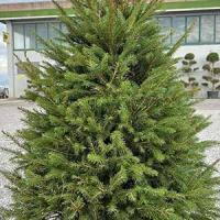 Picea Abies Excelsa Norway Spruce Living Christmas Tree
