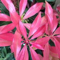 Pieris Japonica Mountain Fire Shrub Buy It Online