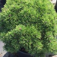 Pinus Mugo Mops Dwarf Mountain Pine Mops Low Growing Conifer