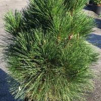 Pinus Nigra Green Rocket. Black Pine Green Rocket Conifer