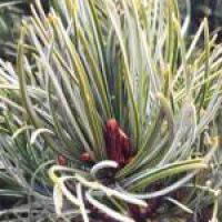 Pinus Parviflora Tempelhof. Tempelhof Japanese White Pine UK