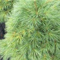 Pinus Strobus Blue Shag. Eastern White Pine Blue Shag Dwarf